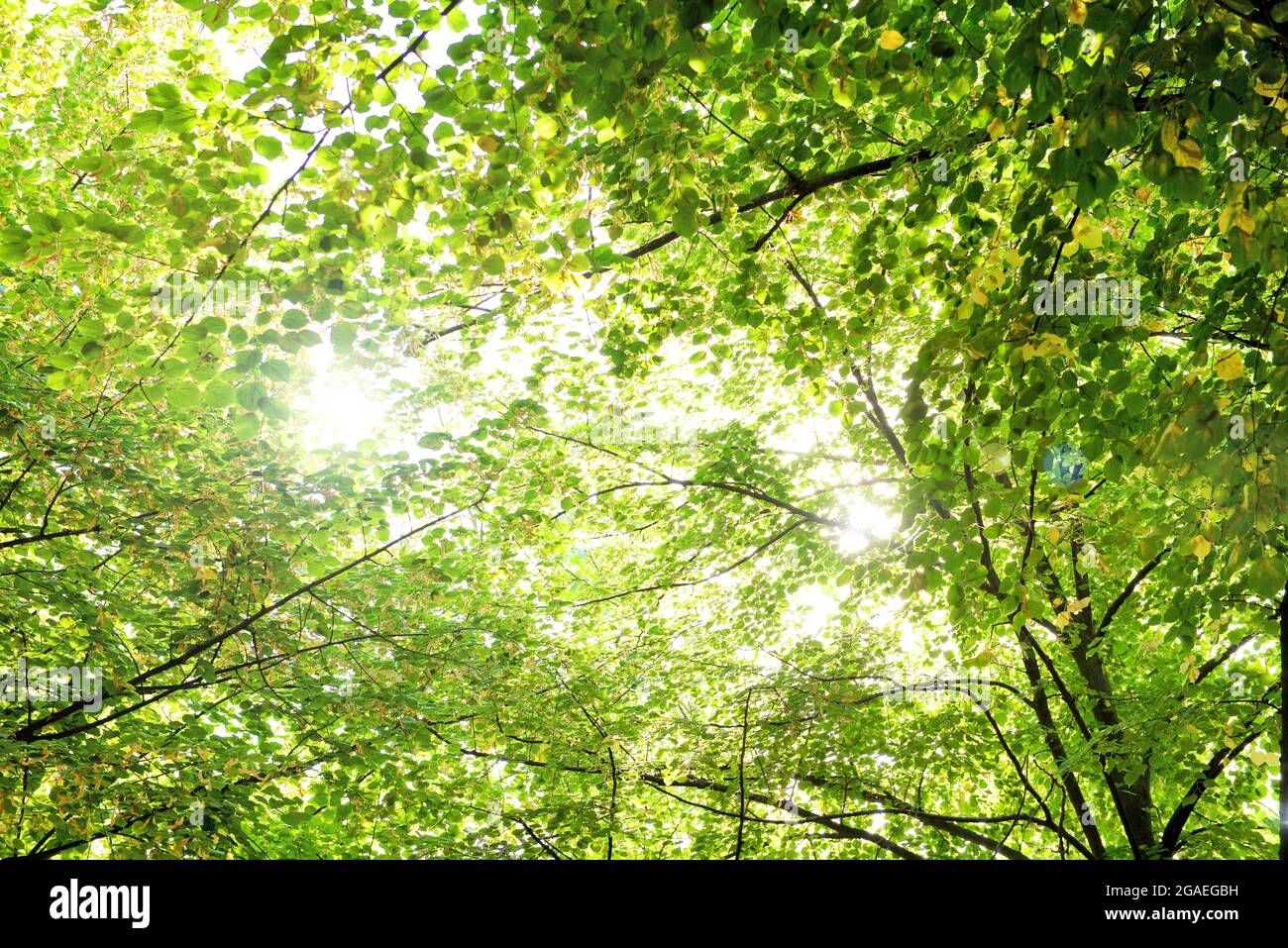 Green tree background Stock Photo - Alamy