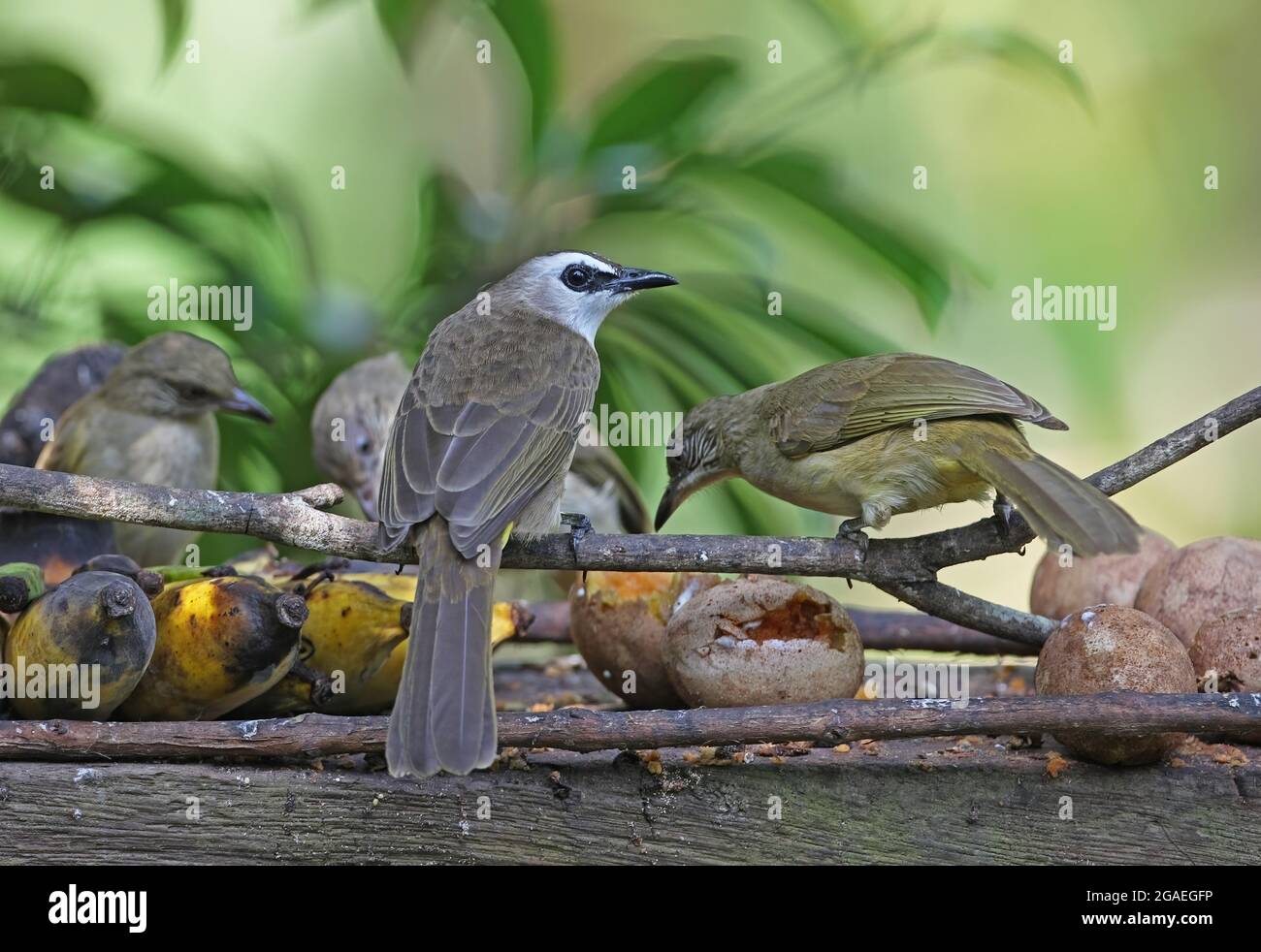 Yellow-vented Bulbul (Pycnonotus goiavier personatus) adult feeding at ...