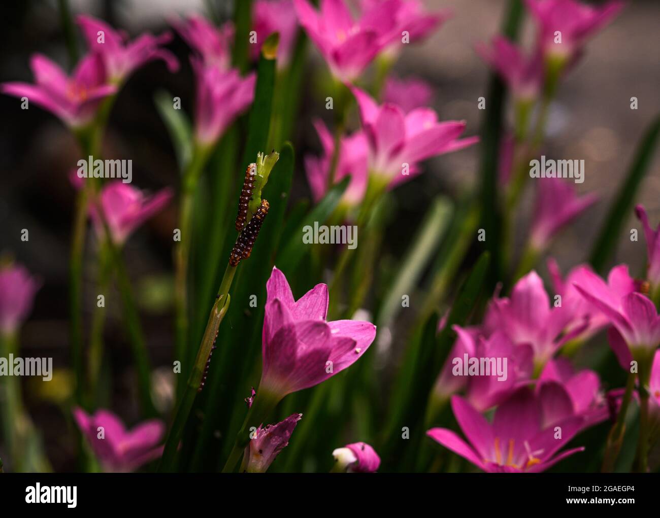 The Indian lily moth (Polytela gloriosae) caterpillar is a moth of the ...