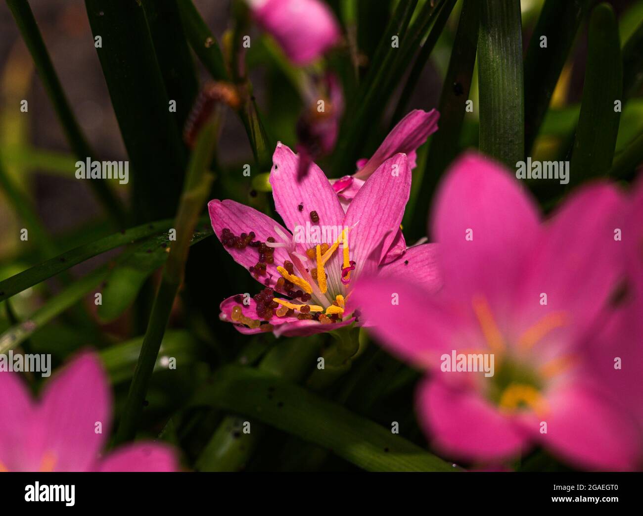 The Indian lily moth (Polytela gloriosae) caterpillar is a moth of the ...