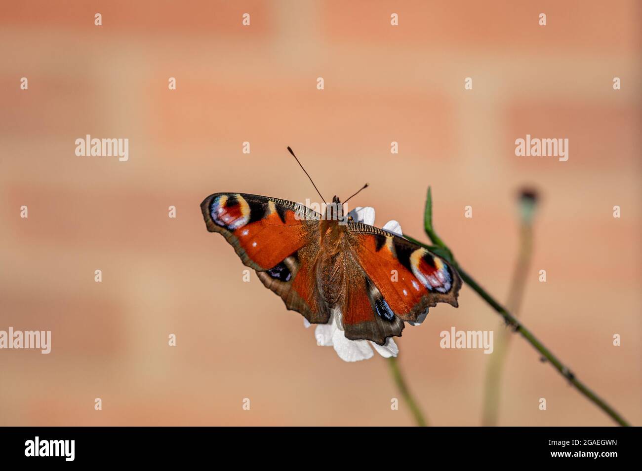 Peacock butterfly, Aglais io, resting on a white flower Stock Photo - Alamy