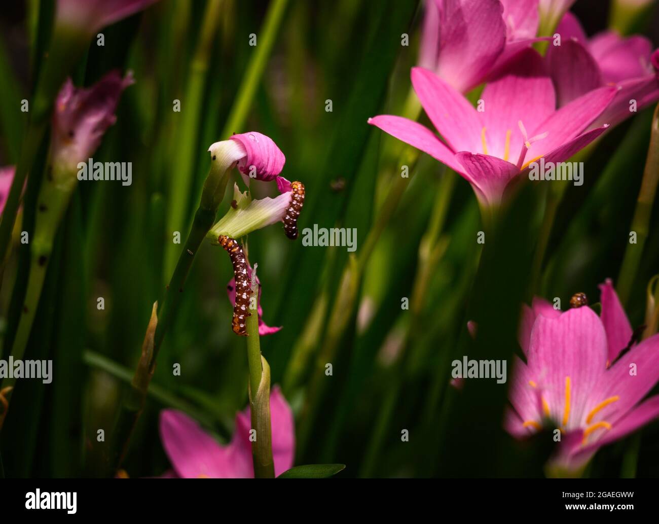 The Indian lily moth (Polytela gloriosae) caterpillar is a moth of the ...