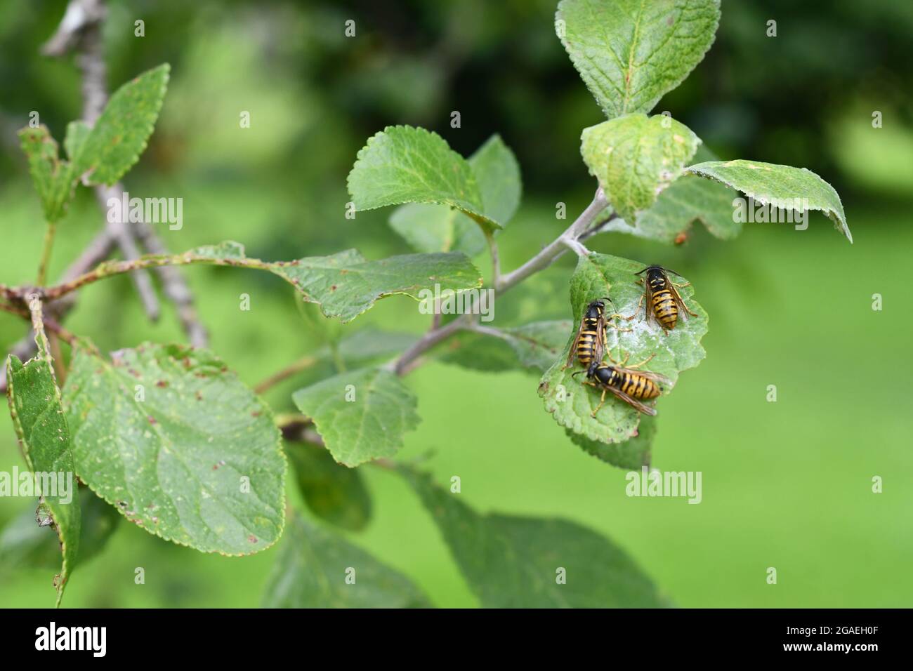 Three wasps sitting on a leaf of a green gage tree Stock Photo - Alamy