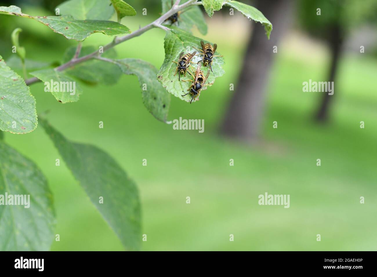 Three wasps sitting on a leaf of a green gage tree Stock Photo - Alamy