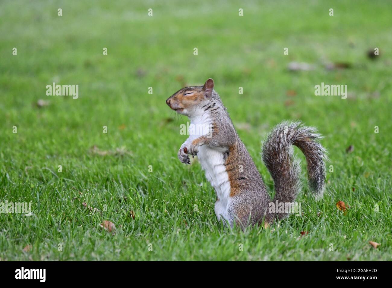 A grey squirrel standing upright with their eyes closed on a summers ...