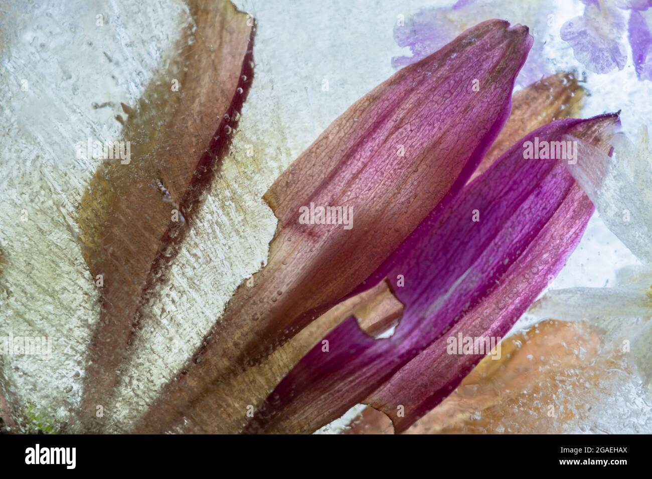 Flowers frozen in ice Stock Photo - Alamy