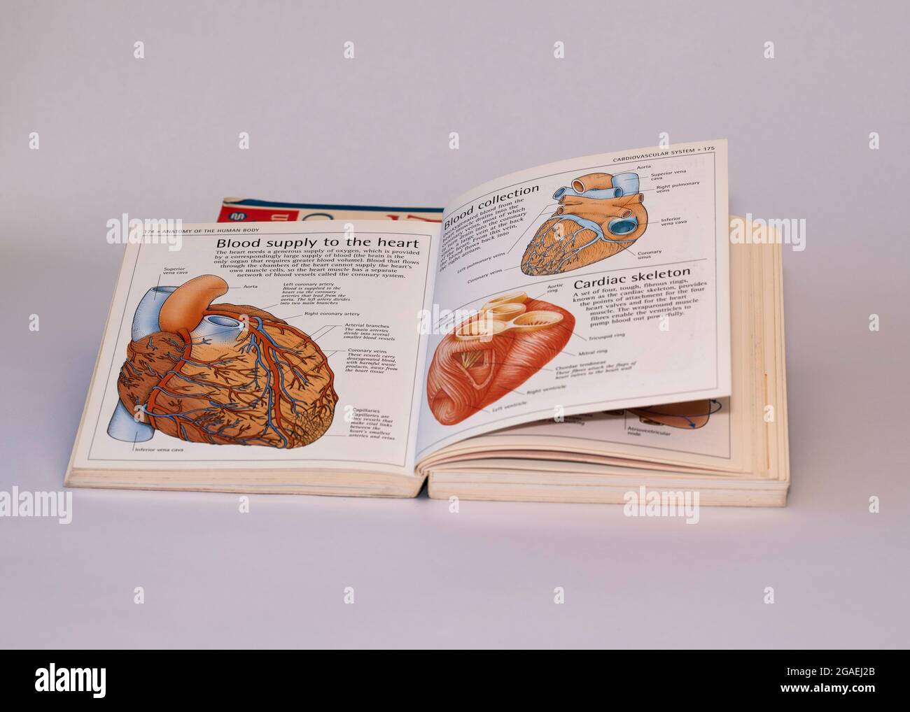 An open page of The Human body paperback book showing images of the ...