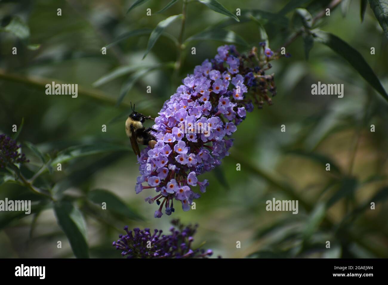Bumblebee collection pollen Stock Photo - Alamy
