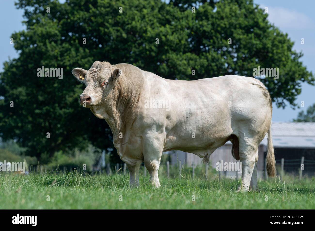 Powerful pedigree Charolais bull in pasture with herd of cattle. Yorkshire, UK Stock Photo - Alamy