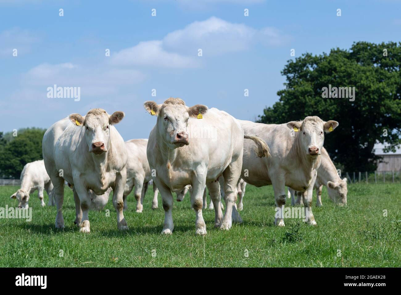 Herd of Charolais pedigree cattle, on pastures near Goole, Yorkshire ...