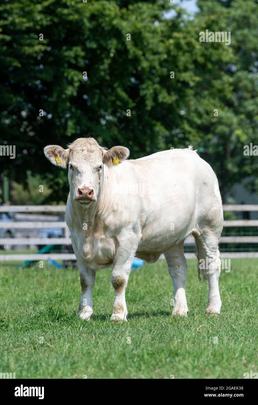Herd of Charolais pedigree cattle, on pastures near Goole, Yorkshire ...