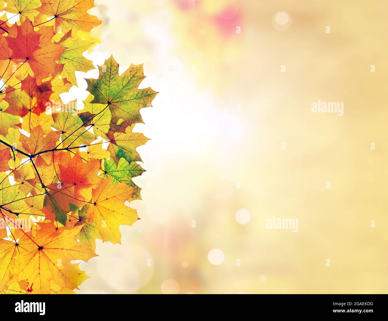 Autumn leaves on the fall blurred background. Autumn concept Stock ...