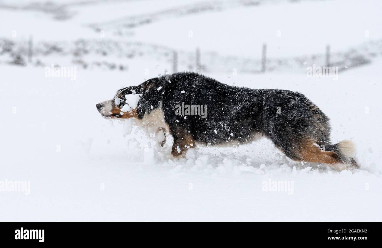 Dales sheep dog farm hi-res stock photography and images - Alamy