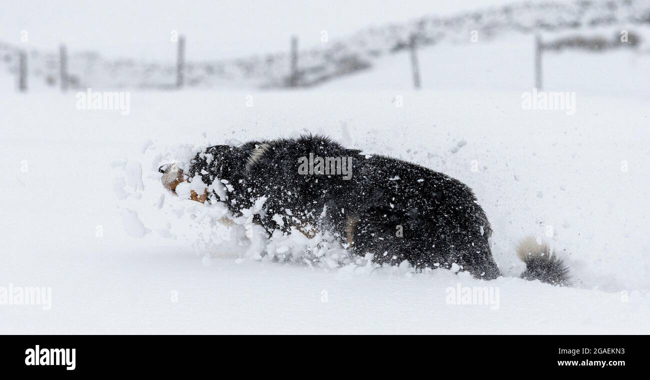 Sheep dogs running in snow, Yorkshire Dales, UK Stock Photo - Alamy
