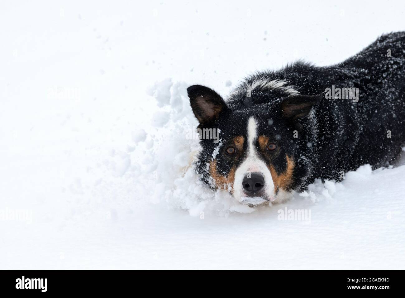 Working sheep dogs hi-res stock photography and images - Alamy