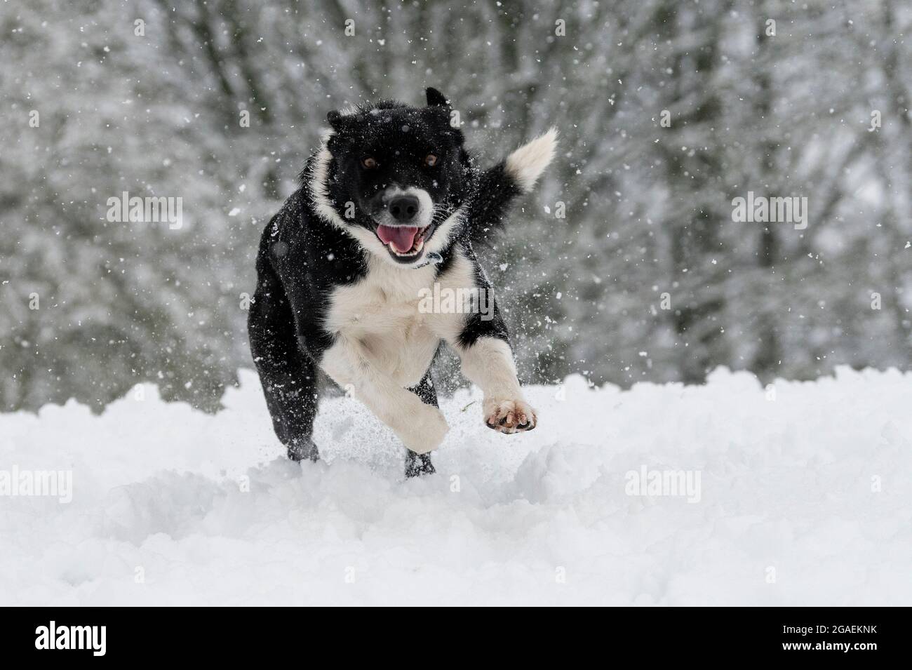 Sheep dogs running in snow, Yorkshire Dales, UK Stock Photo - Alamy