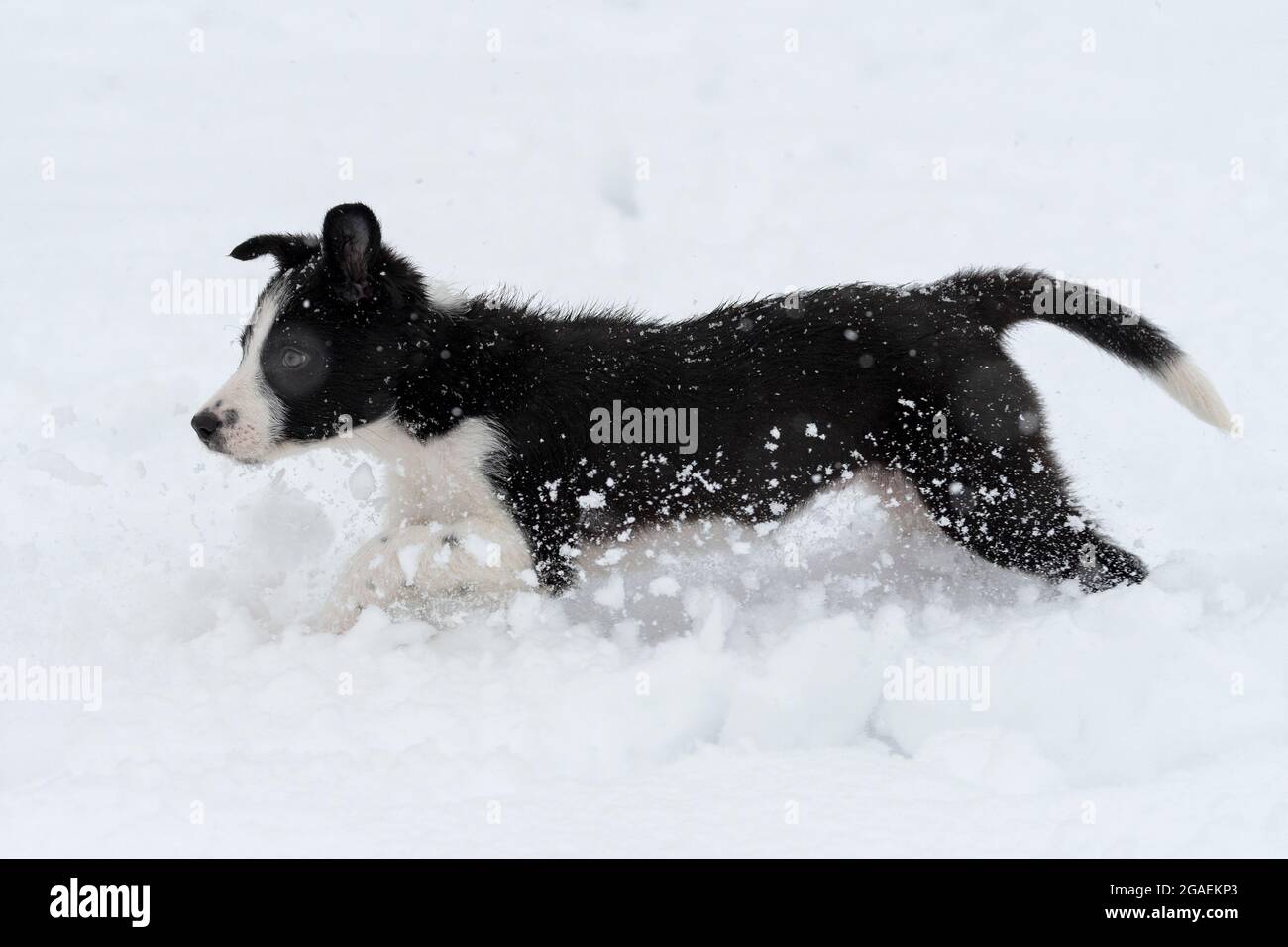 Dales sheep dog farm hi-res stock photography and images - Alamy