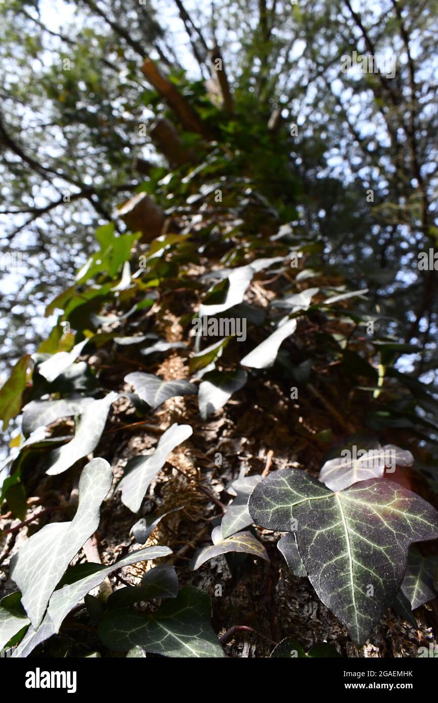 Tall lively tree hi-res stock photography and images - Alamy