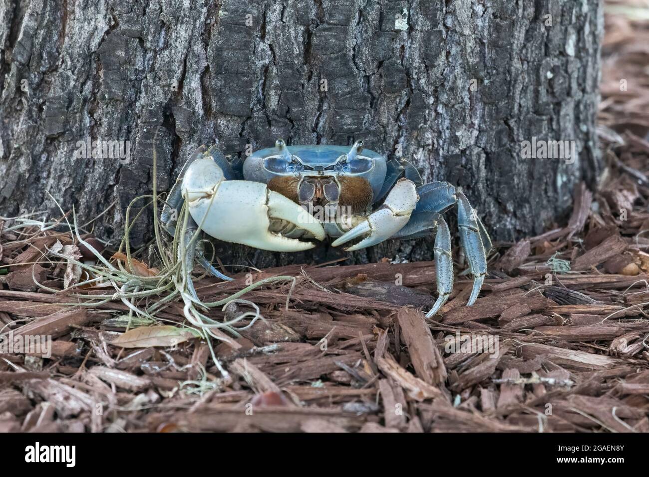 Facing shell hi-res stock photography and images - Alamy
