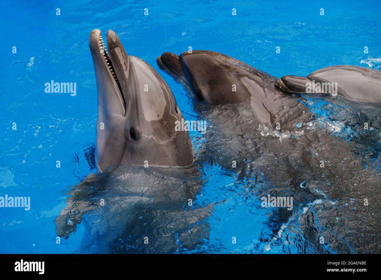 Cute dolphins in the dolphinarium Stock Photo - Alamy