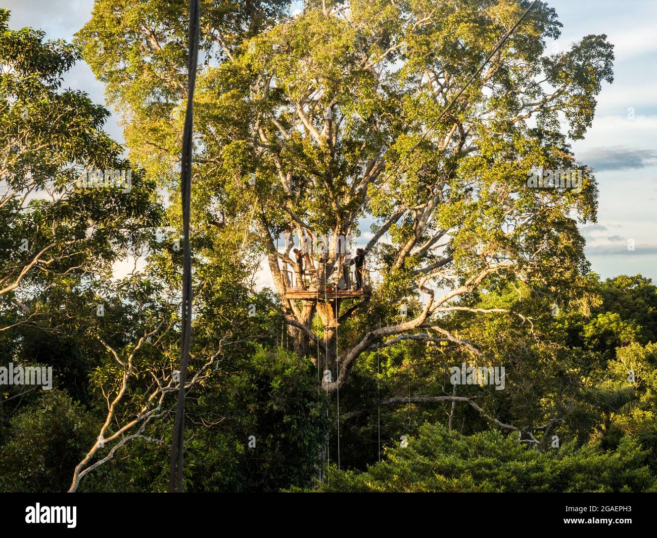 Jungle, Selva- May 2016: View of a wooden platform on a tall tree in ...