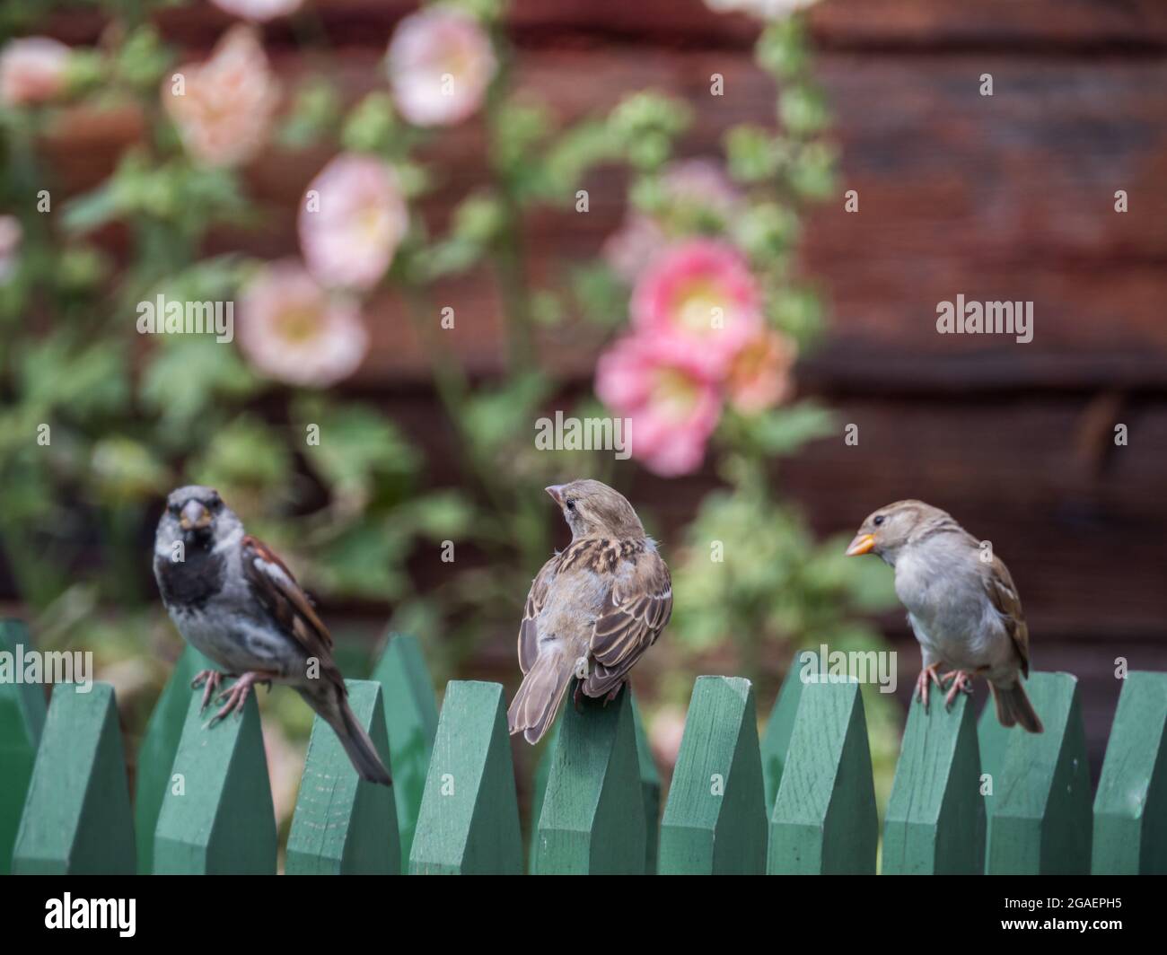 Traditional swedish farm house hi-res stock photography and images - Alamy