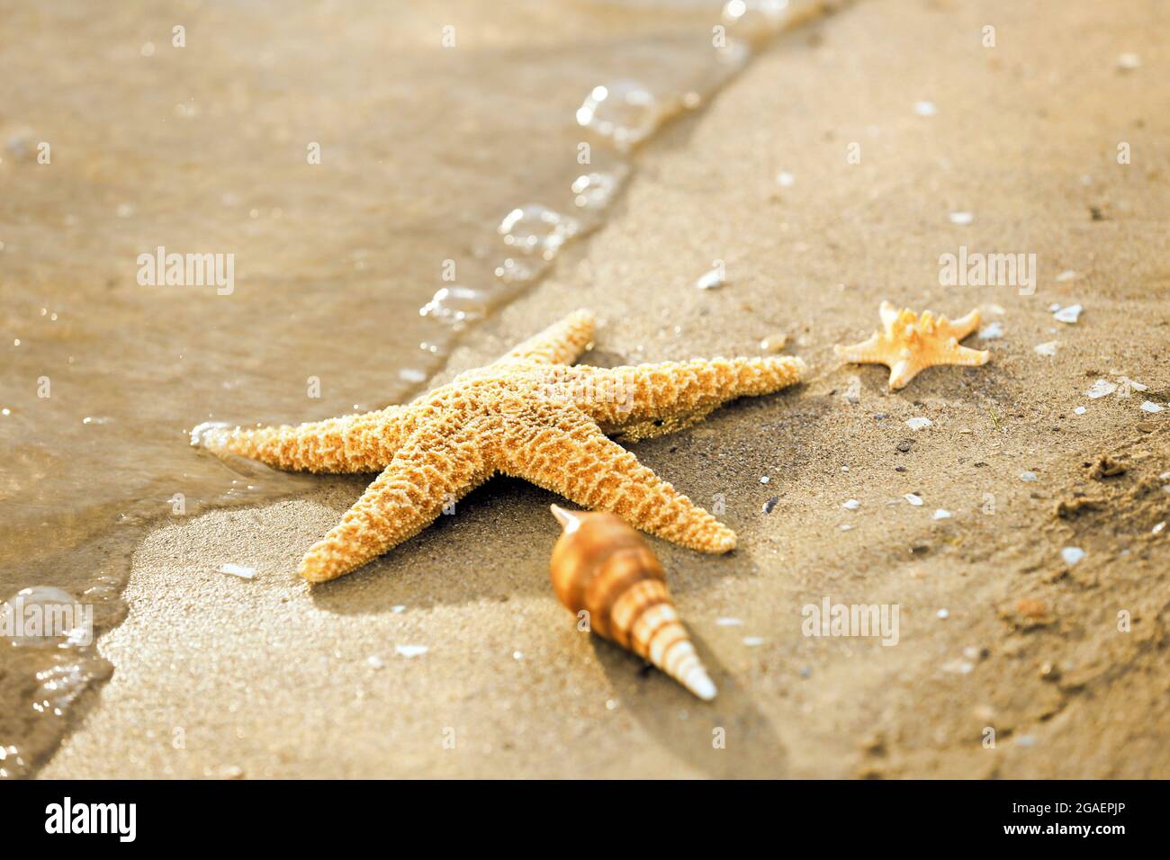 Beautiful starfish with shell on sandy beach Stock Photo - Alamy