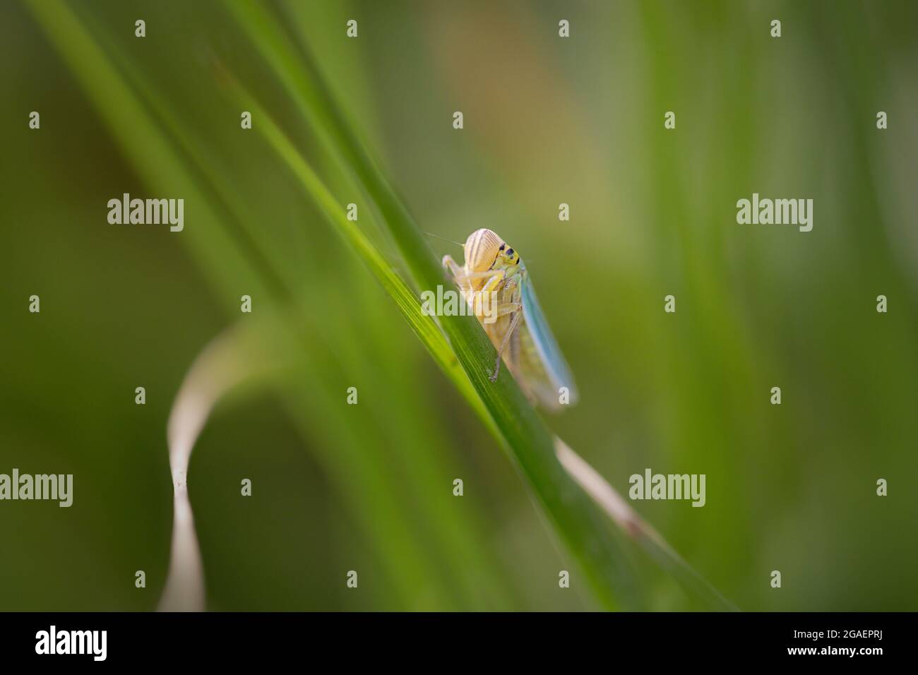 Colorful small cicada in a northern portuguese meadow Stock Photo - Alamy