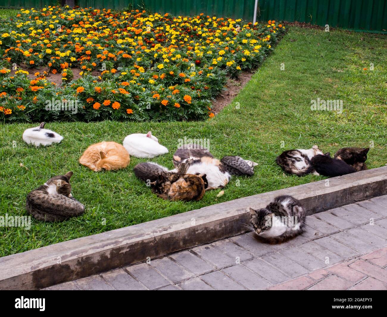 Cats and flowers at Kennedy Park (The Cat's Park) in Miraflores ...
