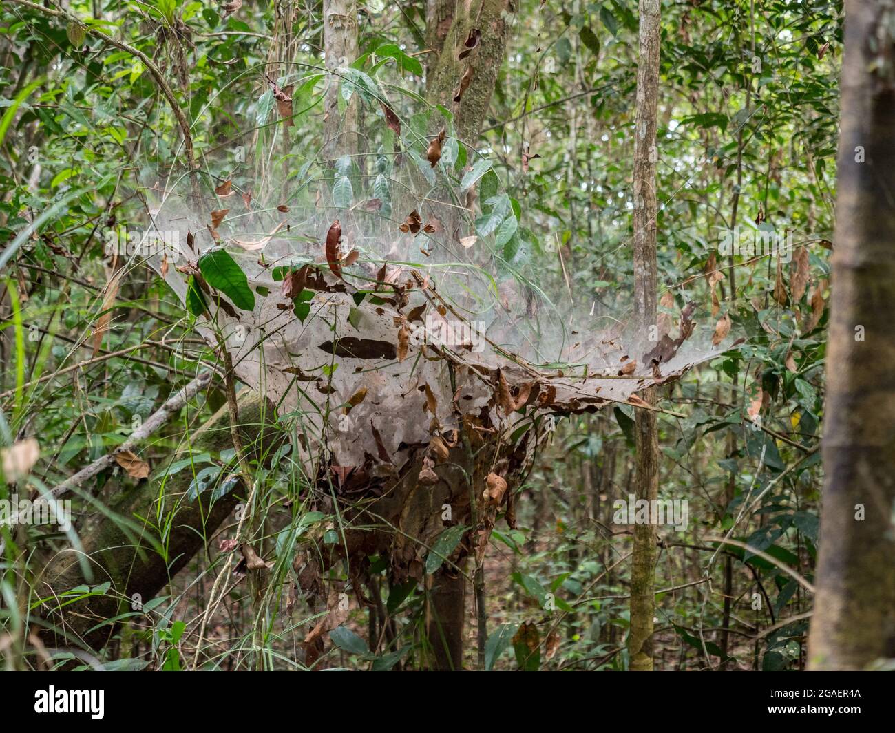 A huge spider's nest in the Amazon jungle. Amazonia. South America ...