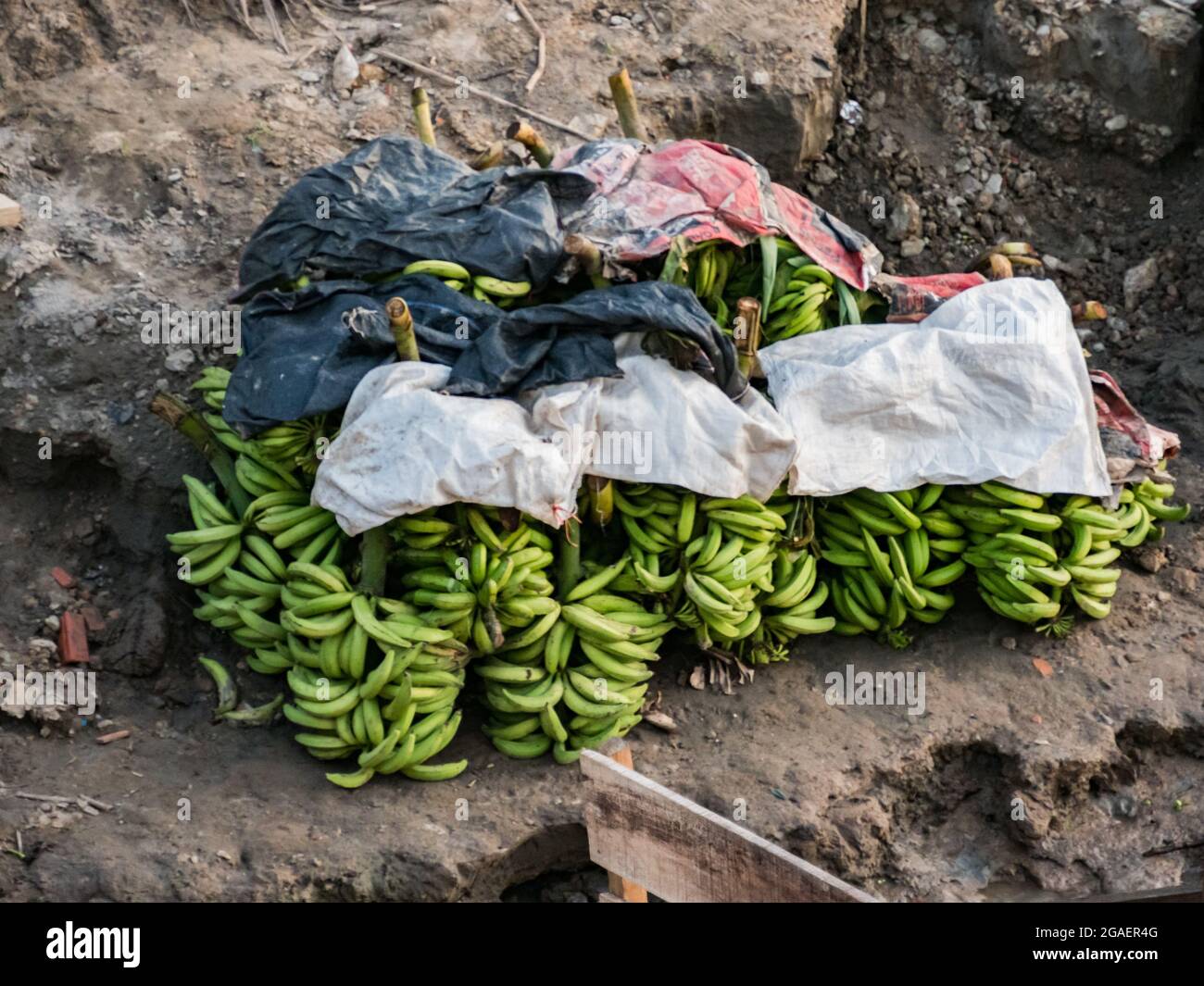 Huge number of different kinds local bananas waiting for the transport ...