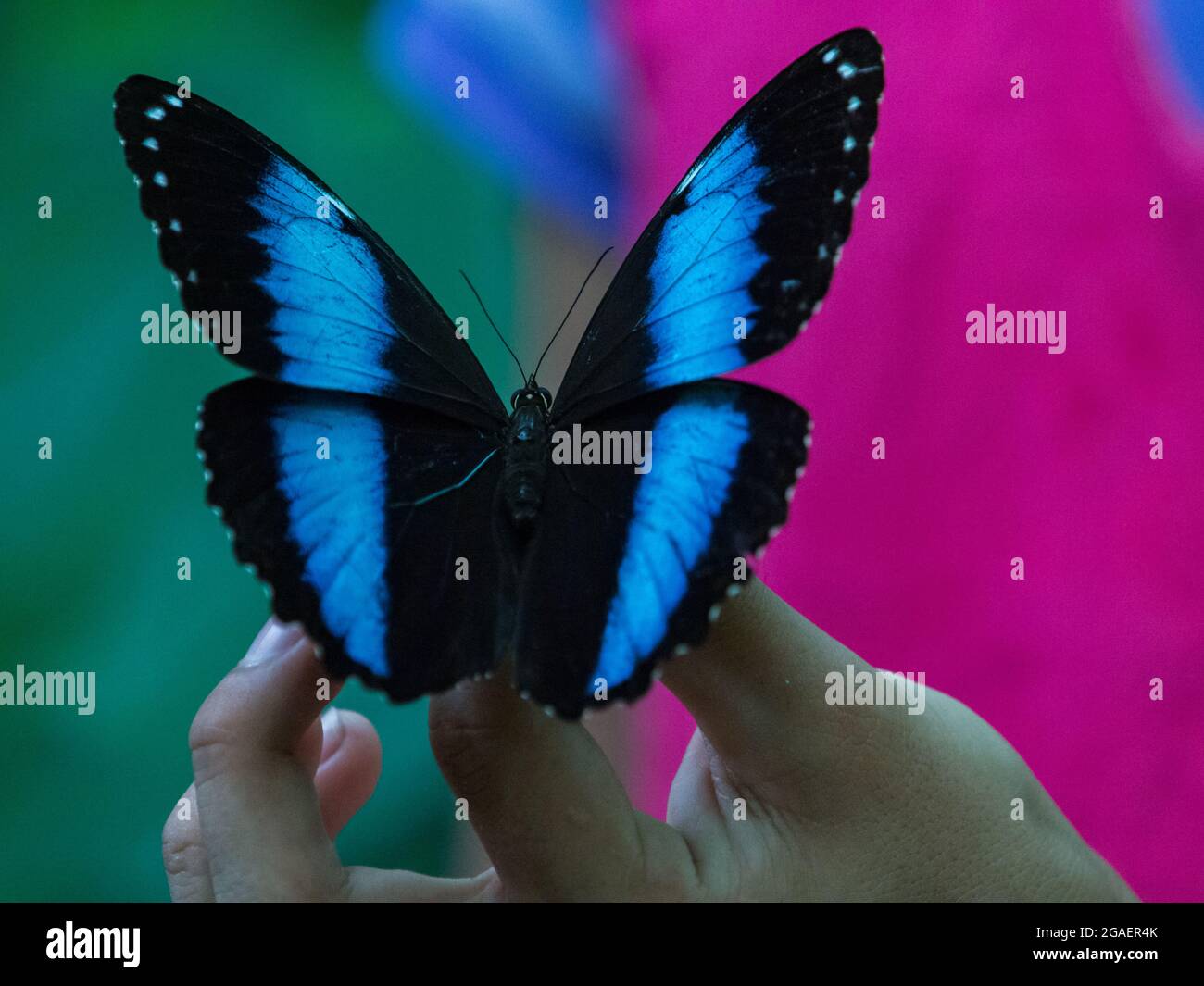 Beautiful Blue Butterfly, Morpho in Amazon jungle. Amazonia. South ...