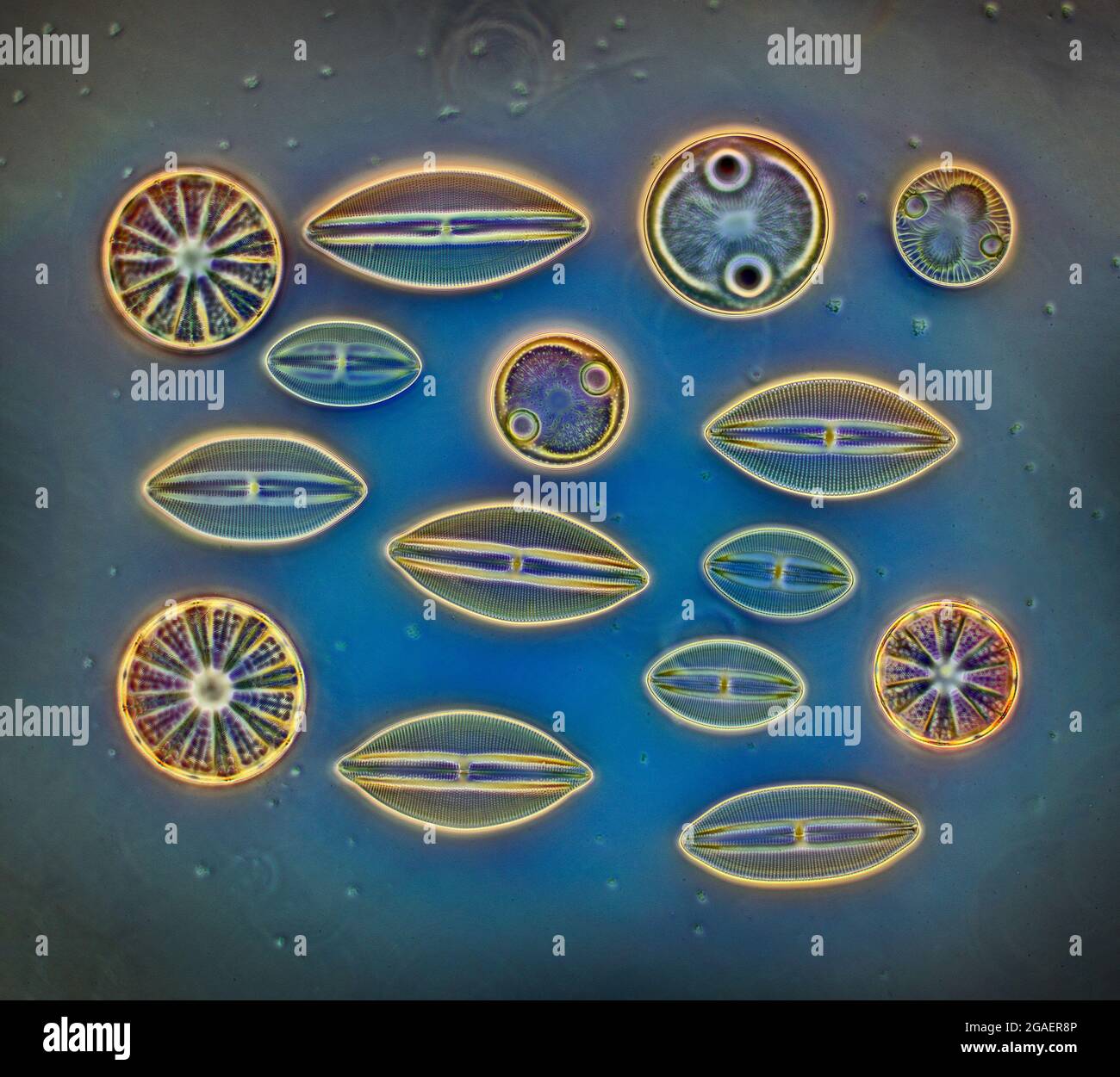 Diatoms. mixed species selection, Ibo, East Africa Stock Photo - Alamy