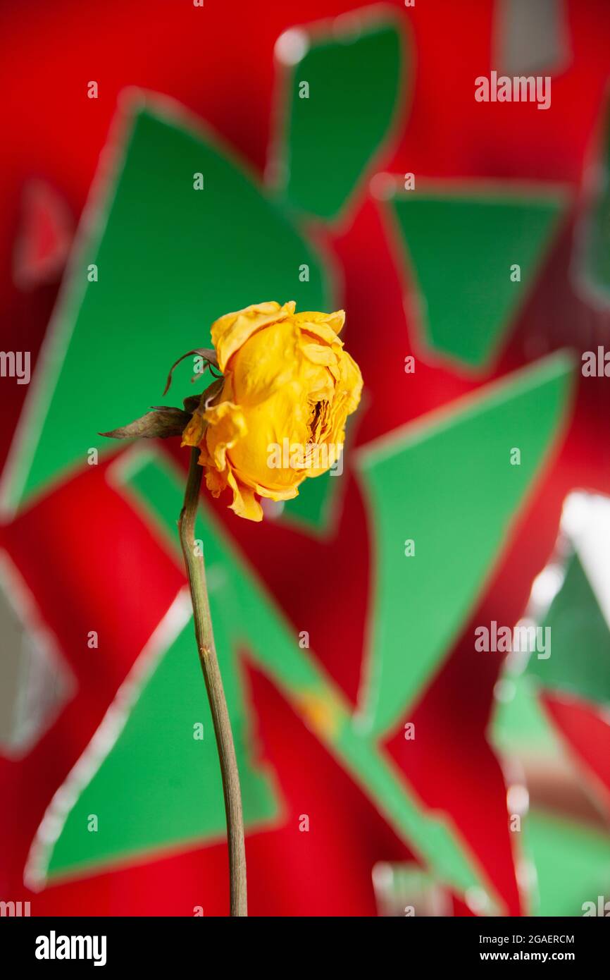 Withered yellow flower against pieces shattered glass Stock Photo - Alamy