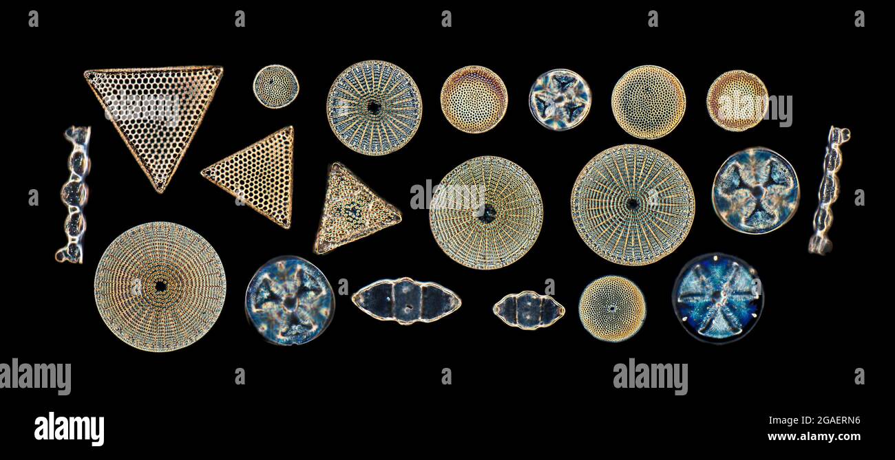 Diatoms, mixed marine selection, Hungary Stock Photo - Alamy