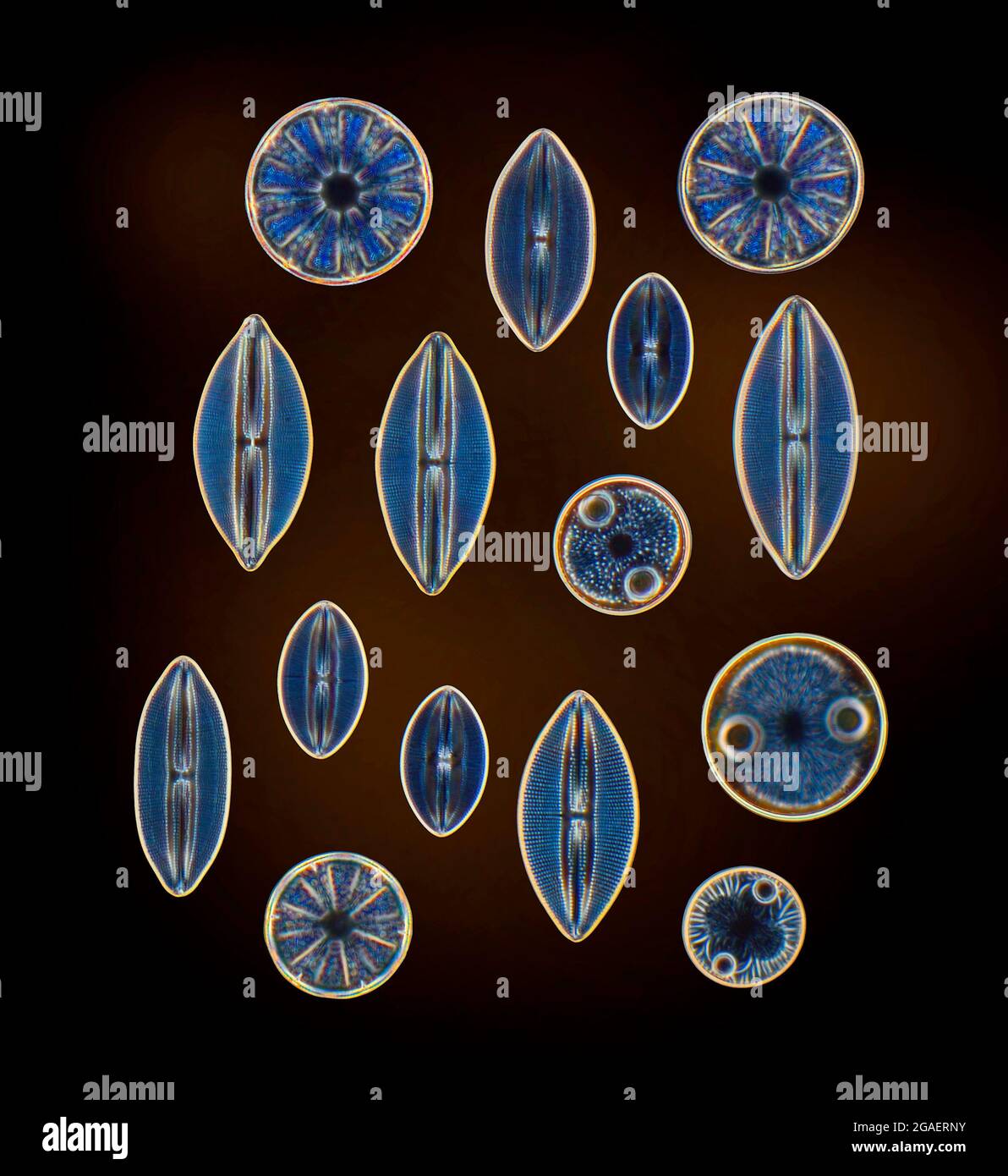 Mixed diatom species hi-res stock photography and images - Alamy