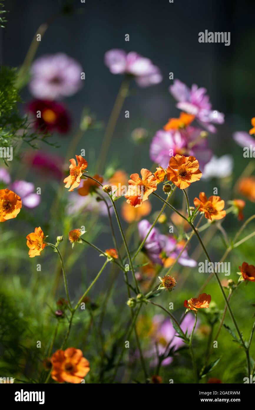 Flower border in mid summer with geum and cosmos Stock Photo - Alamy
