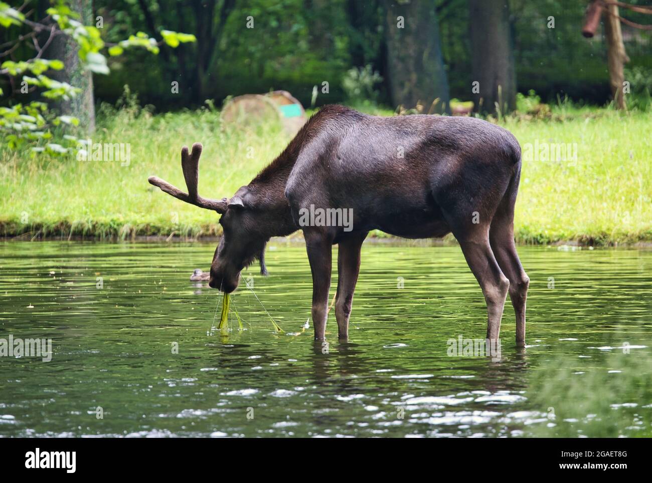 Moose eating plants hi-res stock photography and images - Alamy