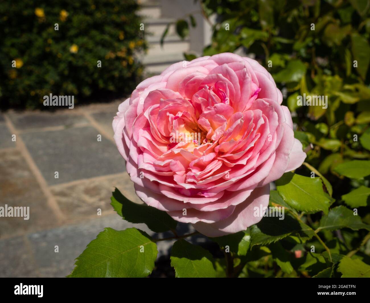 Selective focus shot of a beautiful pink rose Stock Photo - Alamy