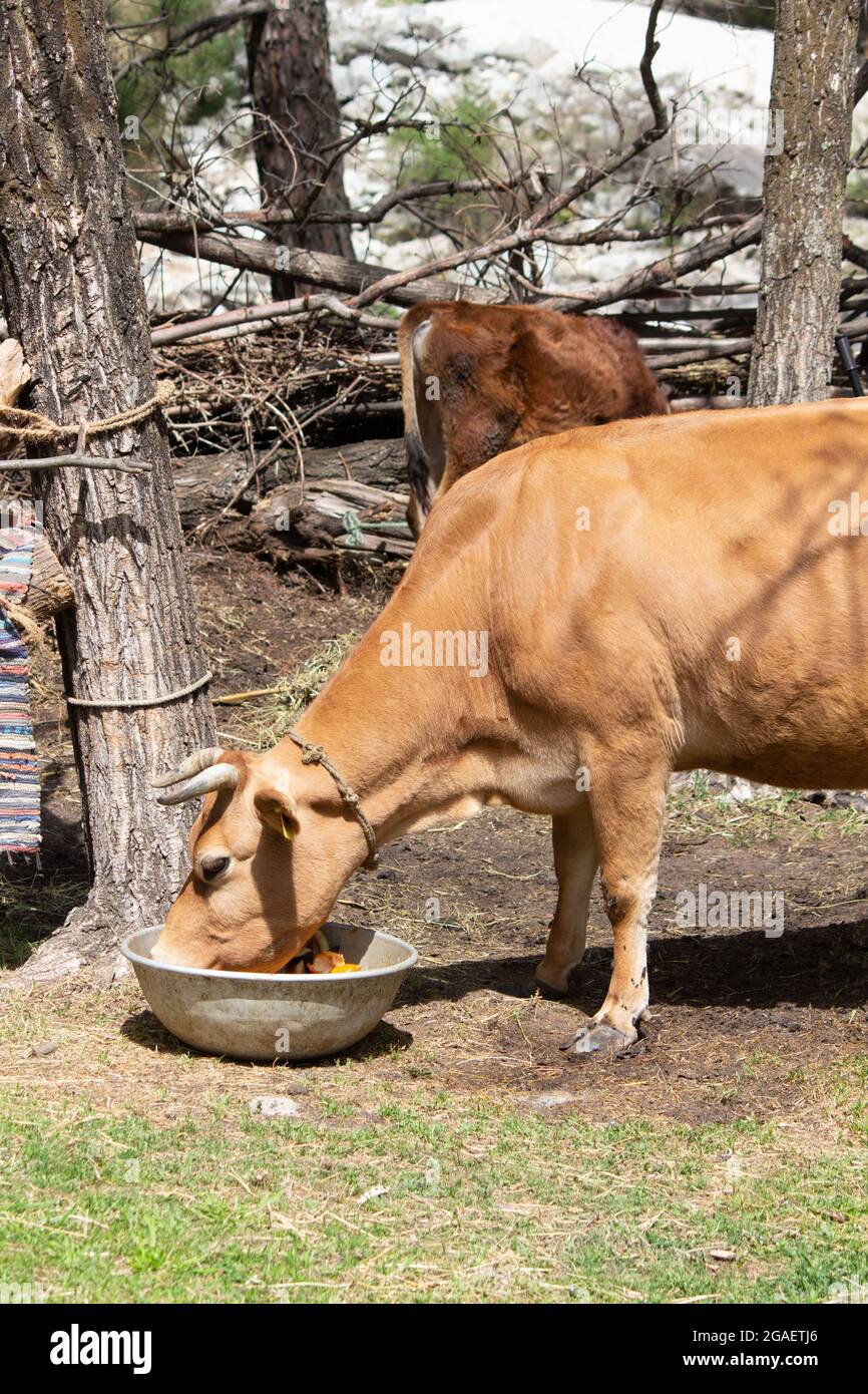 Brown cow eating from a big metal bowl Stock Photo - Alamy