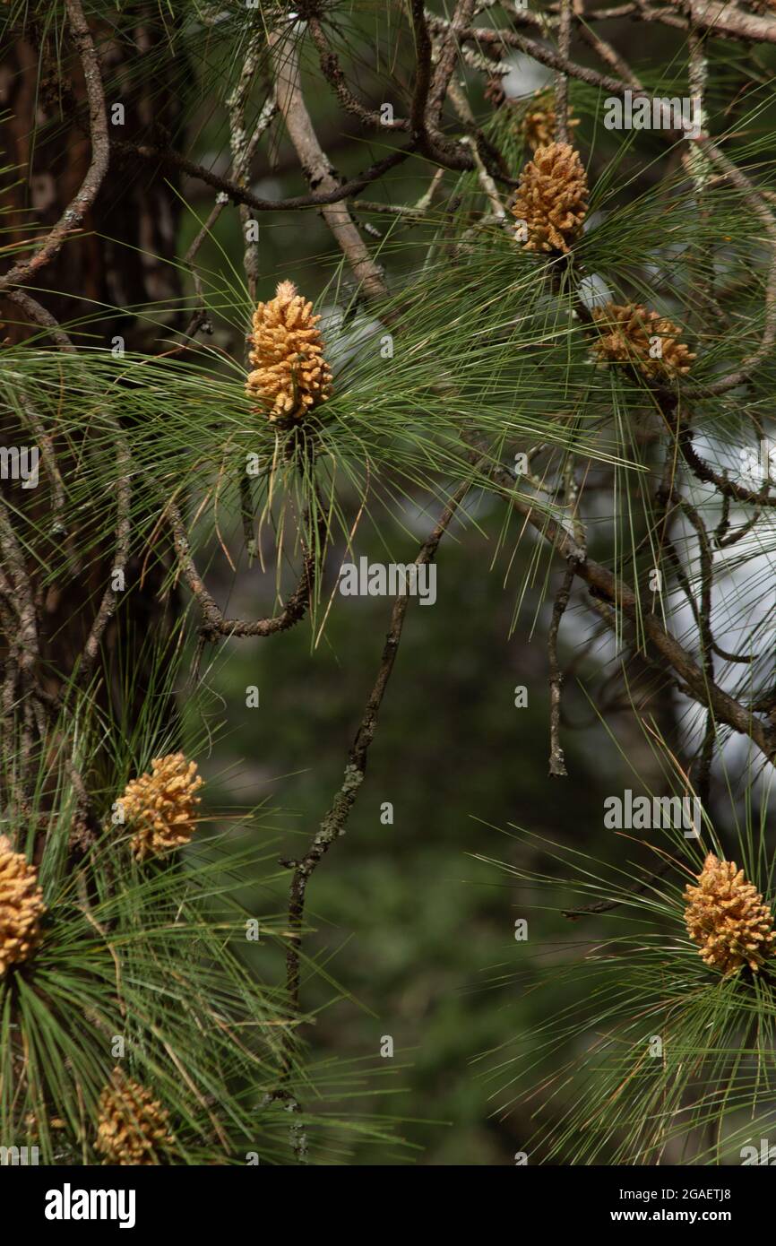Vertical shot of brown cones on fresh branches of a pine tree in the ...