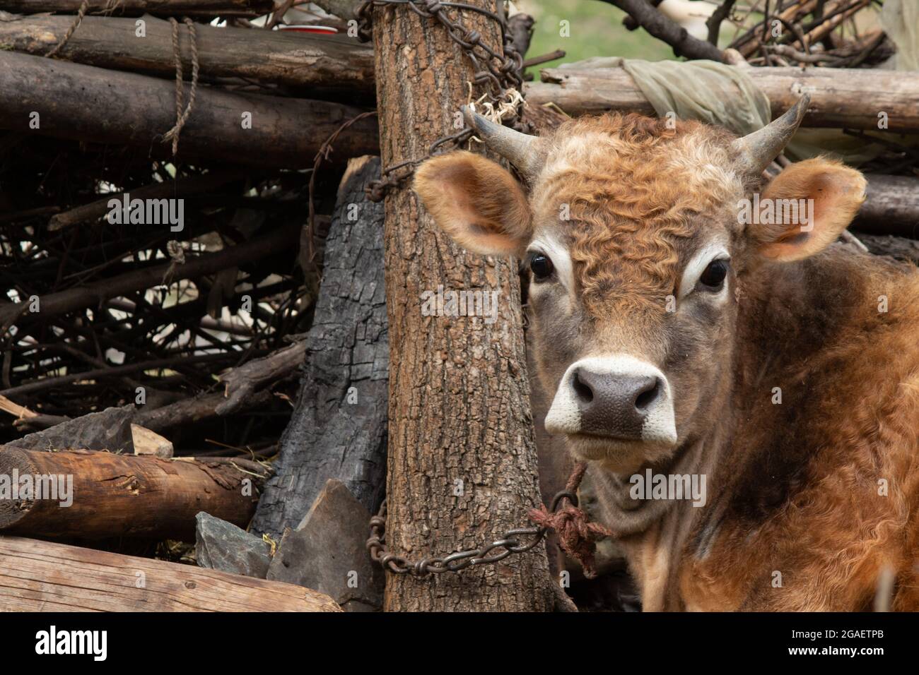 Chain around the neck hi-res stock photography and images - Alamy