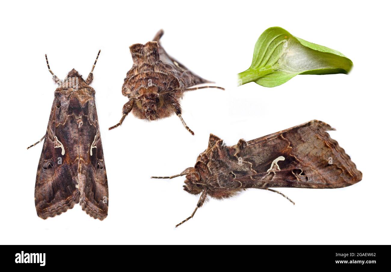 Pupa case Cut Out Stock Images & Pictures - Alamy