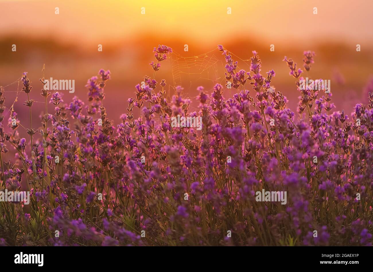 lavender field at sunset. cobweb. summer time Stock Photo - Alamy