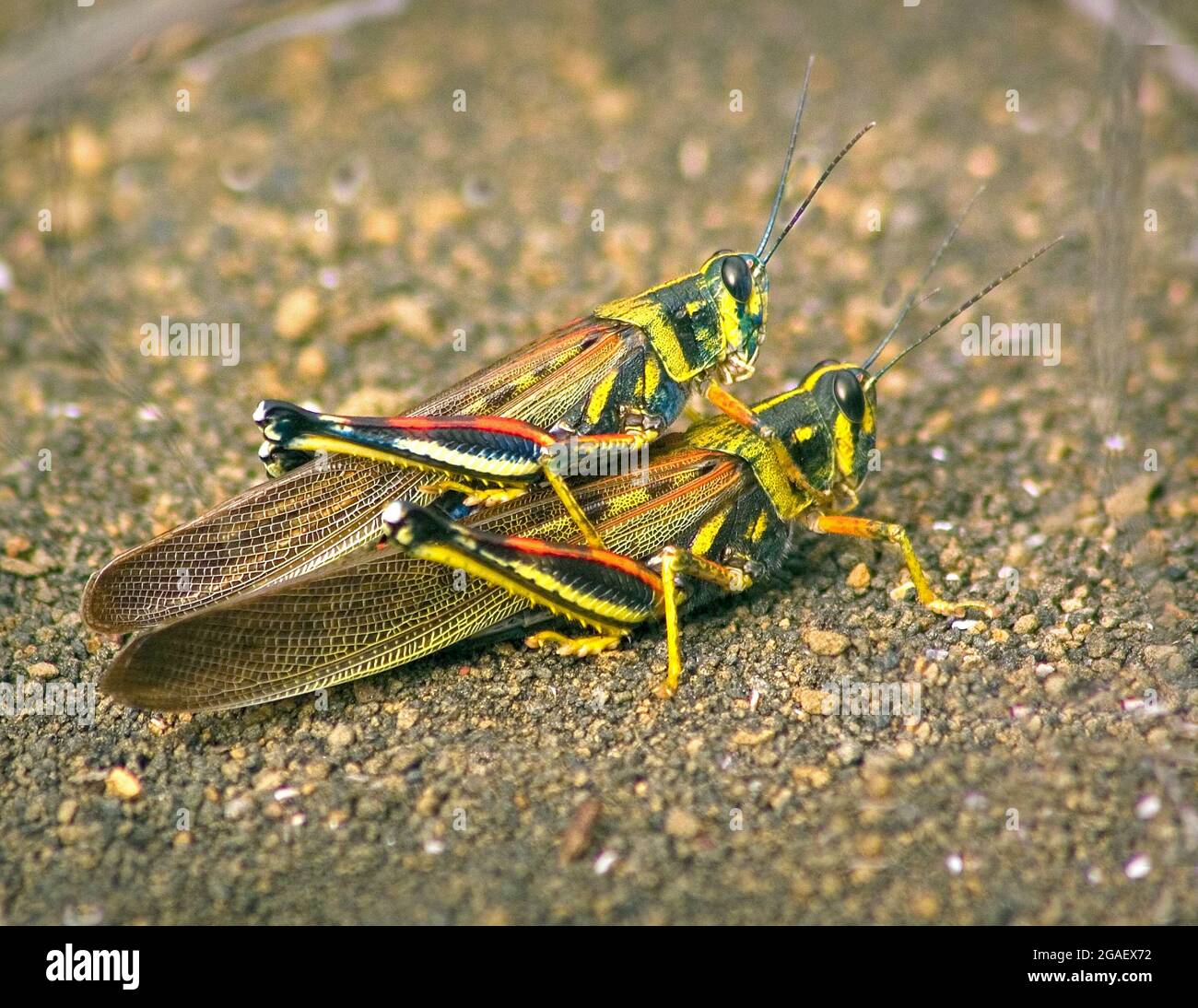 Pair of Colorful grasshopper oft the Galapagos Islands Stock Photo - Alamy