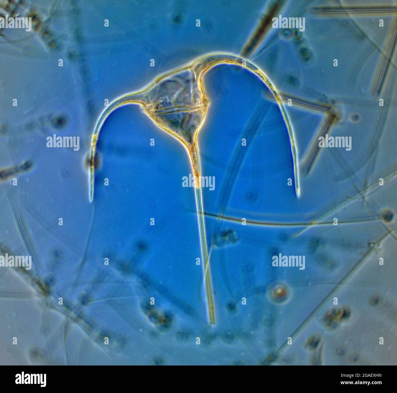 Phase contrast micrograph hi-res stock photography and images - Alamy