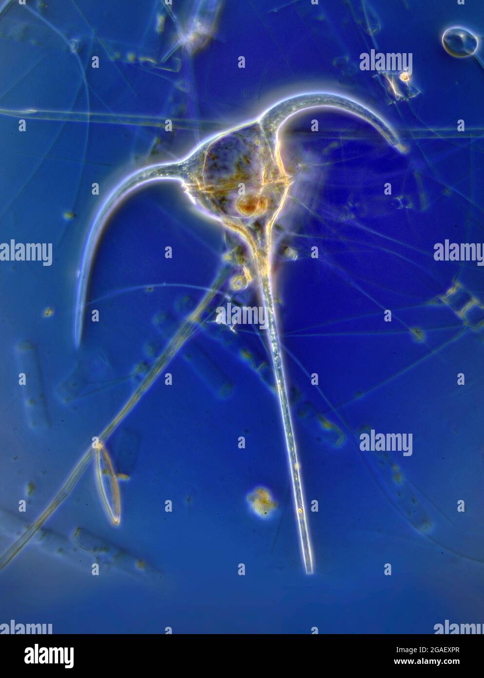 Marine Phytoplankton, dinoflagellate, Bacteriastrum, ceratium, diatoms ...