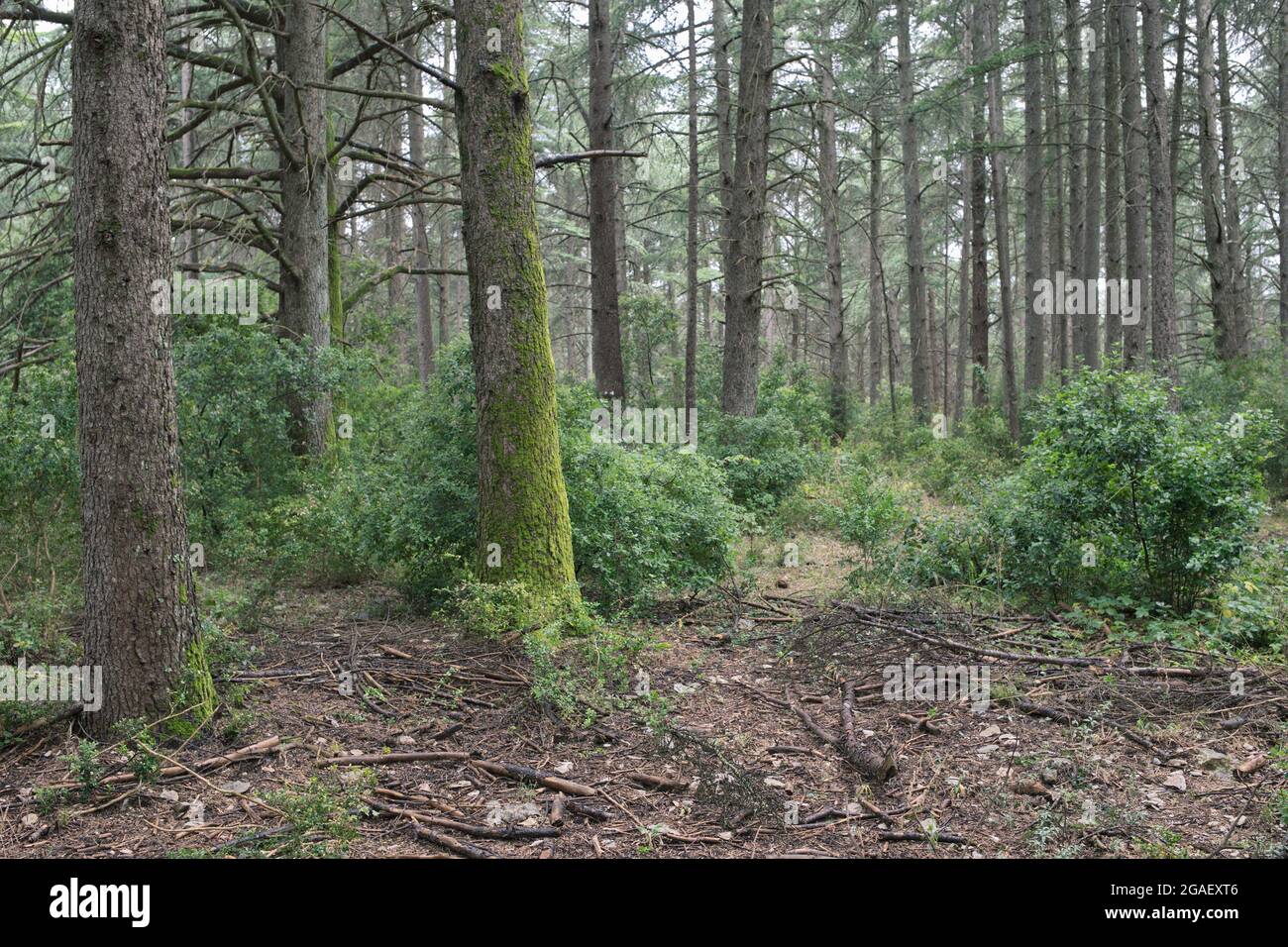 Bonnieux, Provence/France; Jul. 28, 2021. The way of the cedar. Hiking ...