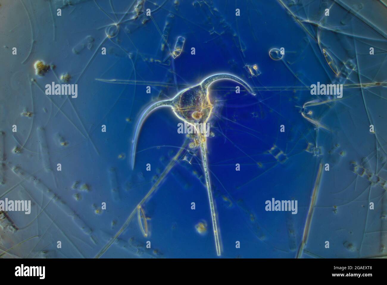Marine Phytoplankton, dinoflagellate, Bacteriastrum, ceratium, diatoms ...