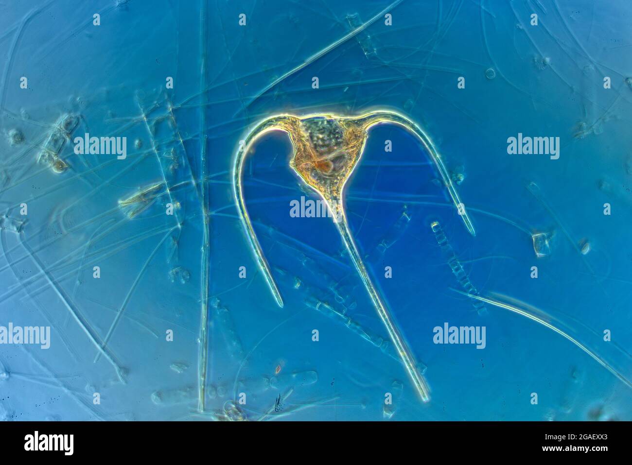 Phase contrast micrograph hi-res stock photography and images - Alamy